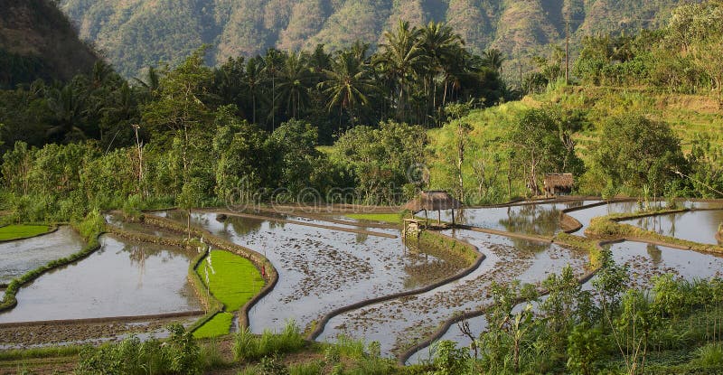 Rice terrace stock photo. Image of famous, hill, rural - 45511658