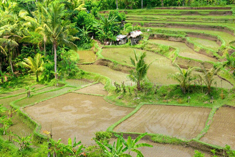 Amazing Rice Terrace Field, Ubud, Bali, Indonesia Stock Image - Image ...