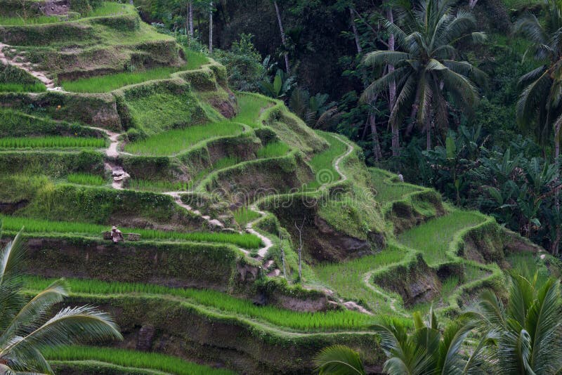 Rice Terrace Field, Ubud, Bali, Indonesia. Stock Image - Image of field ...