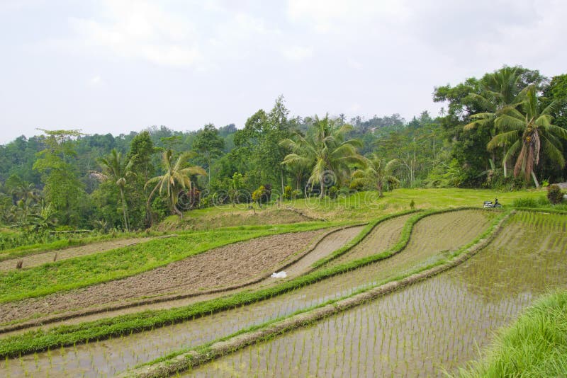 Rice Terrace Field Ubud Bali, Indonesia Stock Image - Image of ...