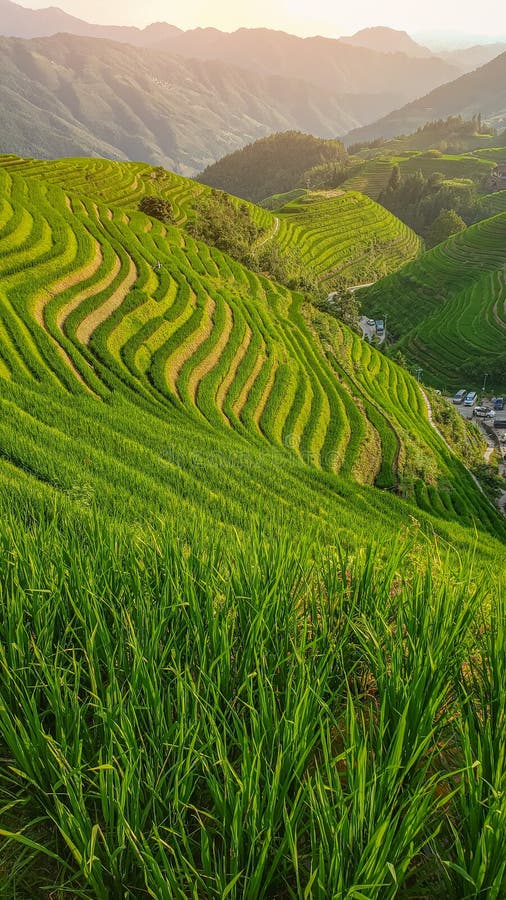 Rice Terrace Fields in China. a Close-up Vertical Photo of a Rice Field ...