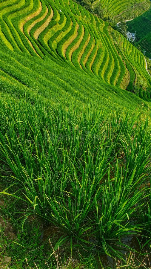 Rice Terrace Fields in China. a Close-up Vertical Photo of a Rice Field ...