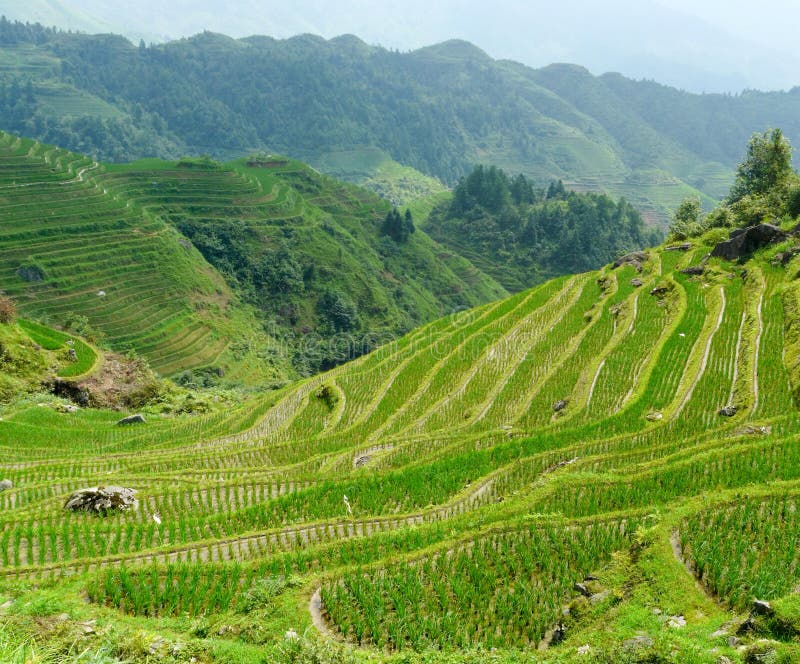 Rice terrace fields stock photo. Image of harvest, travel - 69801882