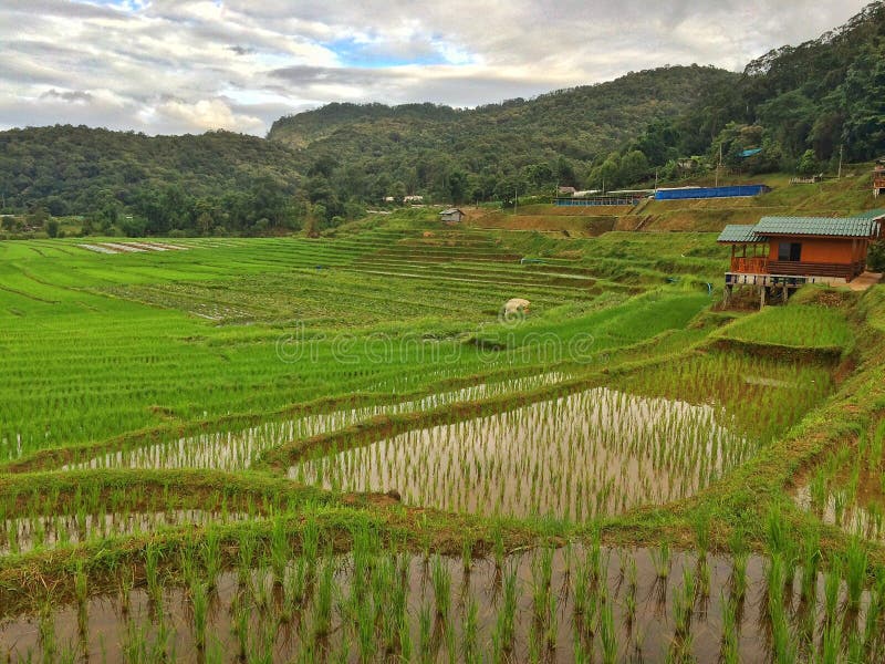 Rice terrace stock photo. Image of paddy, nature, mountain - 57510884