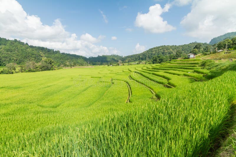 Rice terrace stock image. Image of sunshine, field, terrace - 68661463