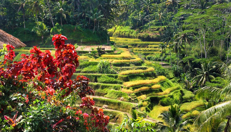 Rice terrace stock image. Image of indonesian, balinese - 44870395