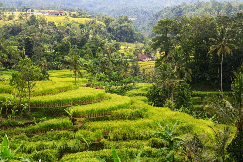 Rice terrace stock photo. Image of farming, land, horticulture - 54186120