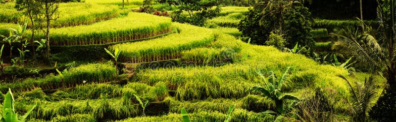 Rice terrace stock photo. Image of leaf, mountain, indonesia - 54186180