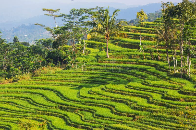 Rice terrace stock photo. Image of bali, local, landscape - 54188662