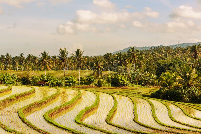 Rice terrace stock image. Image of mountain, food, hill - 54188691