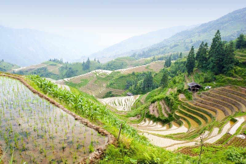 Rice Terrace Landscape in China Stock Photo - Image of china, crop ...