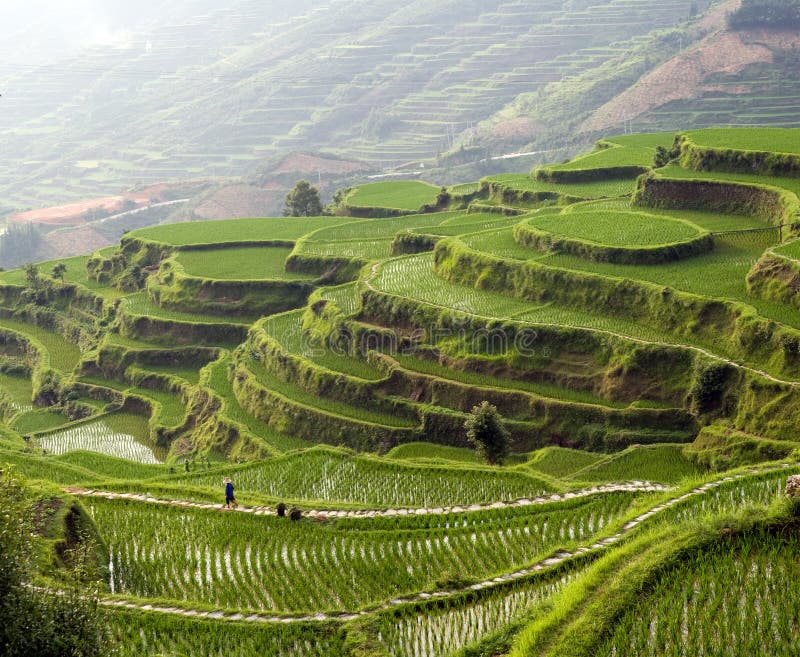 Rice Terrace On The Mountain Stock Photo - Image of outdoors, climate ...