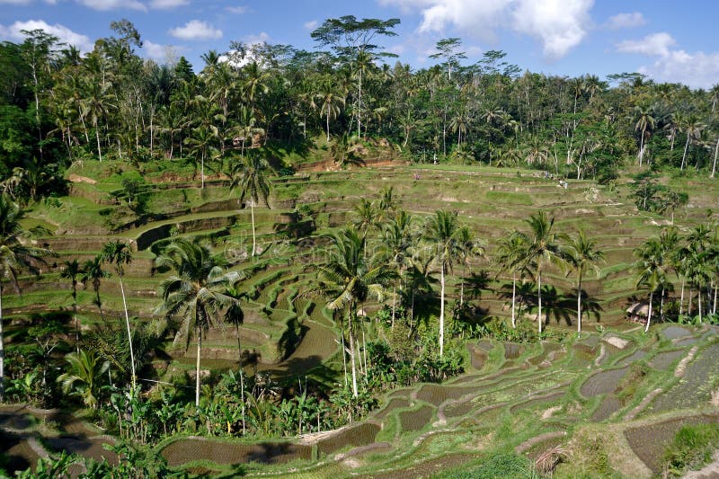 Rice terrace stock photo. Image of bali, hillside, organic - 31313880