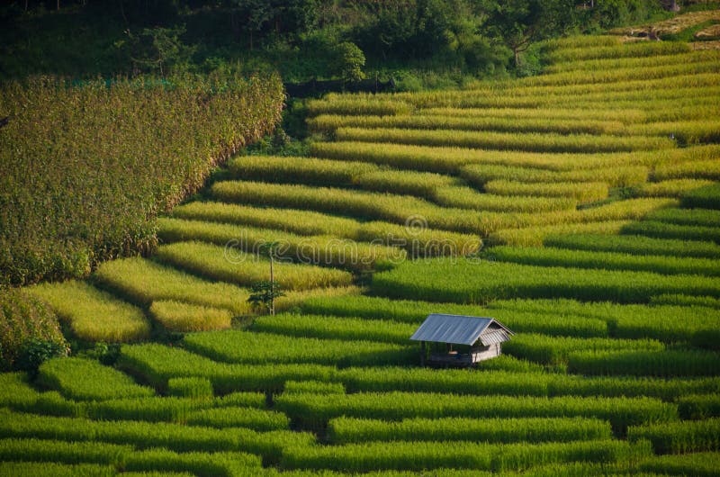 Rice terrace stock image. Image of morning, agriculture - 61588909