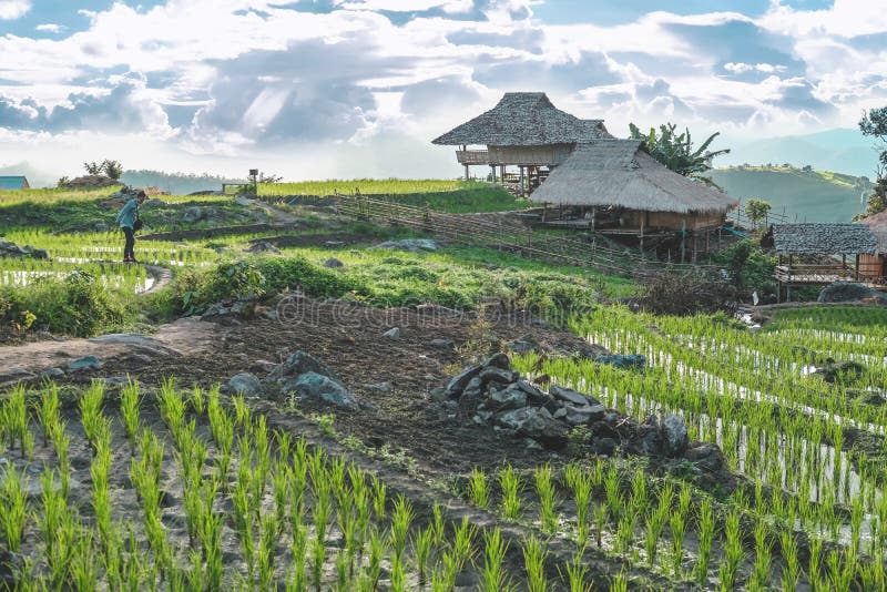 Rice Terrace Paddy Field on Mountain Stock Image - Image of outdoor ...