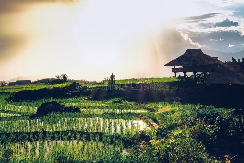 Rice Terrace Paddy Field on Mountain Stock Photo - Image of scenery ...