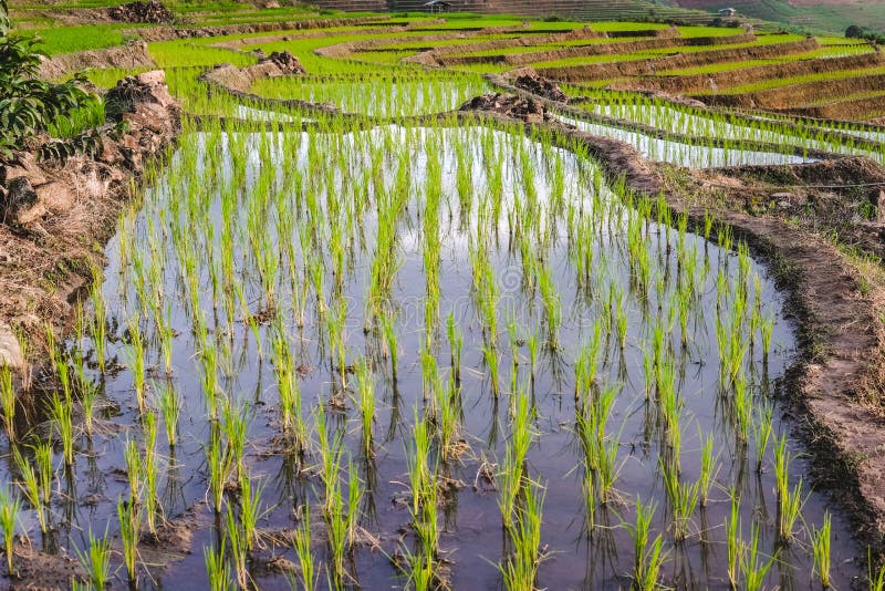 Rice Terrace Paddy Field on Mountain Stock Photo - Image of cultivated ...