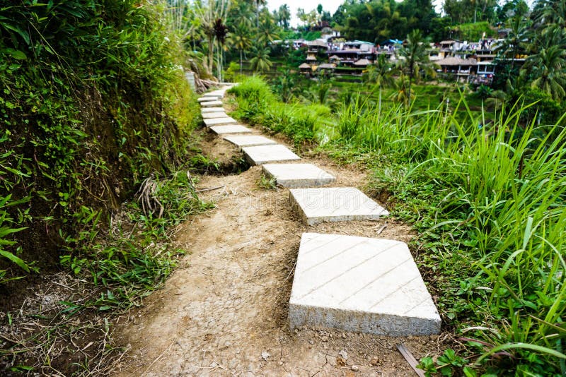 Rice Terrace Path Forward stock photo. Image of green - 83952392