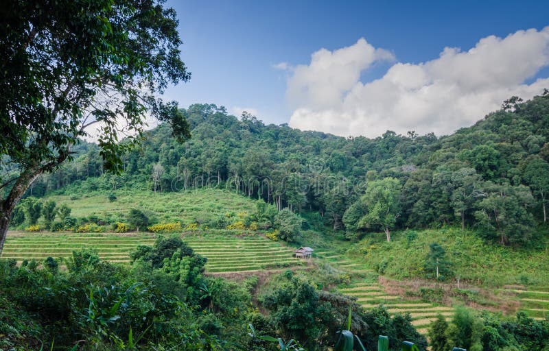 Rice terrace stock photo. Image of asia, land, soil - 113471344