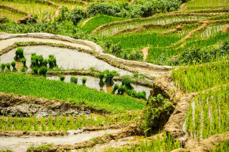 Rice Terrace in Sapa Vietnam Stock Image - Image of asia, culture ...