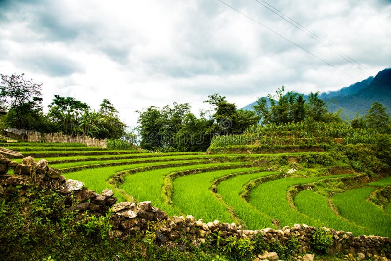 Rice Terrace in Sapa Vietnam Stock Photo - Image of meadow, paddy ...