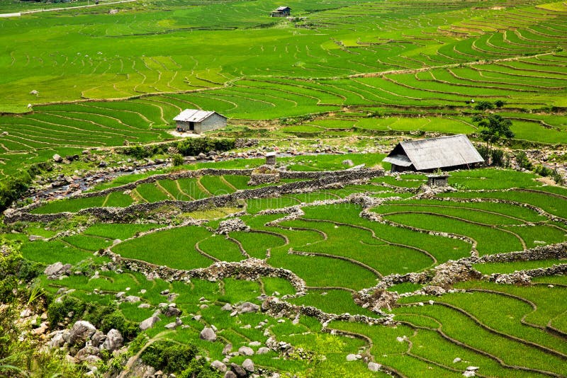 Terrace in Sapa Viet Nam stock photo. Image of beautiful - 38151886