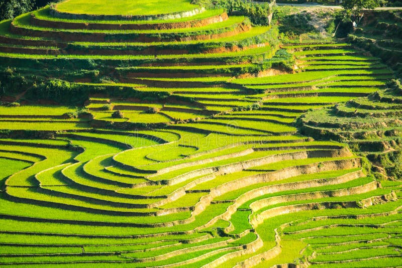 Rice Terrace in Sapa Vietnam Stock Photo - Image of farm, asian: 117195324