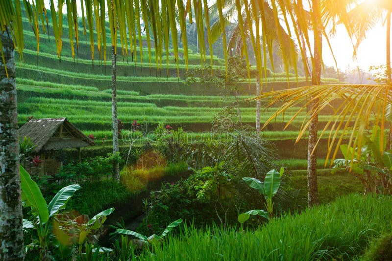 The Beauty of the Morning Sunrise at Rice Fields Reflection Stock Photo ...