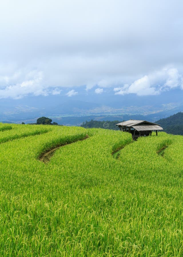 Rice terrace ,Thailand stock image. Image of landscape - 38649853