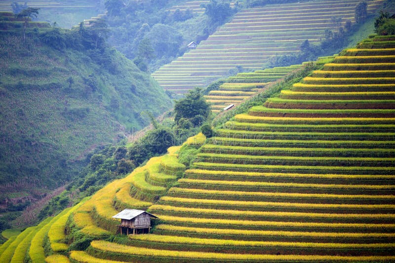 Rice Terrace in Vietnam stock photo. Image of production - 60064054