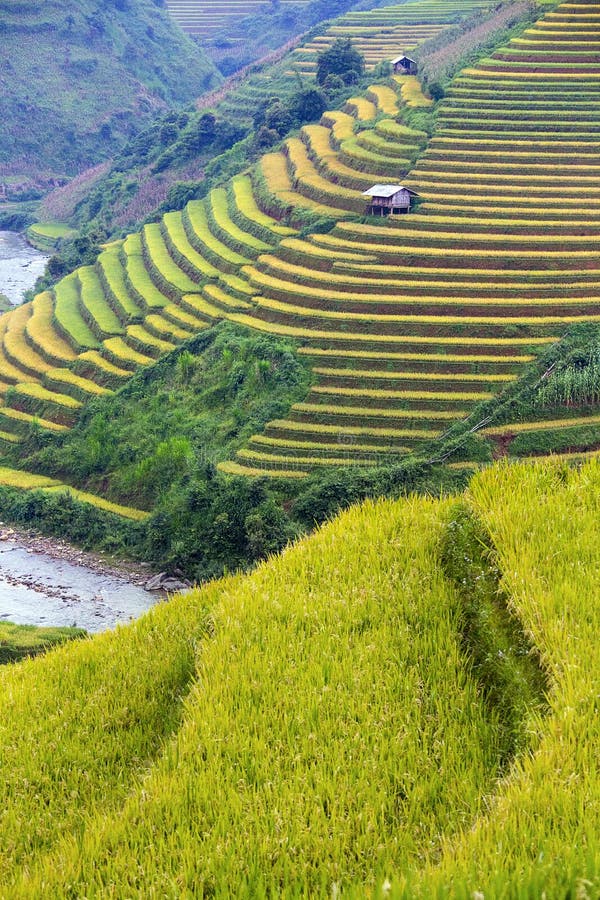 Rice Terrace in Vietnam stock photo. Image of paddy, field - 60064234