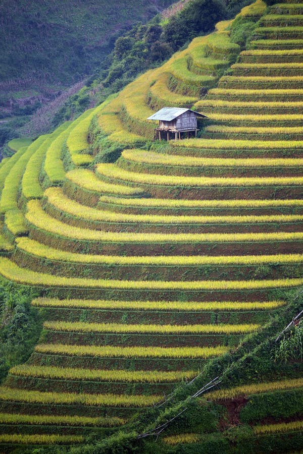 Rice Terrace in Vietnam stock image. Image of irrigation - 60064943