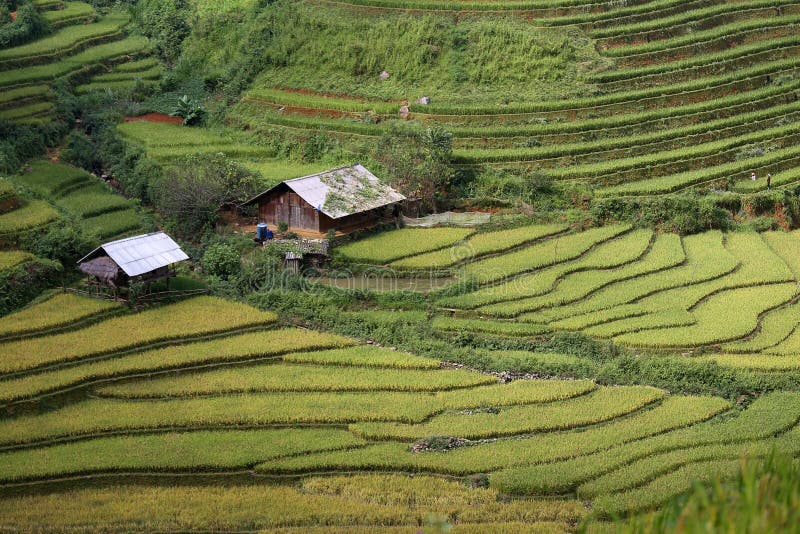 Rice Terrace in Vietnam stock image. Image of irrigate - 60065981