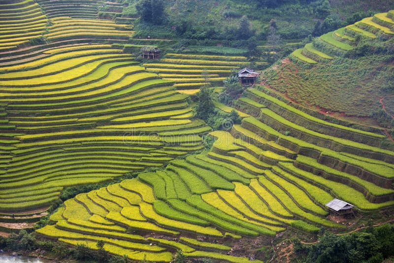 Rice Terrace in Vietnam stock image. Image of land, production - 60189285