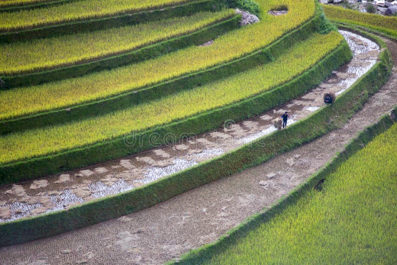 Rice Terrace in Vietnam stock image. Image of produce - 60086005
