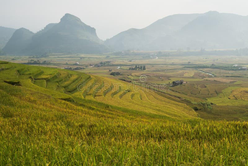 Rice terrace in Vietnam. stock image. Image of morning - 45637251