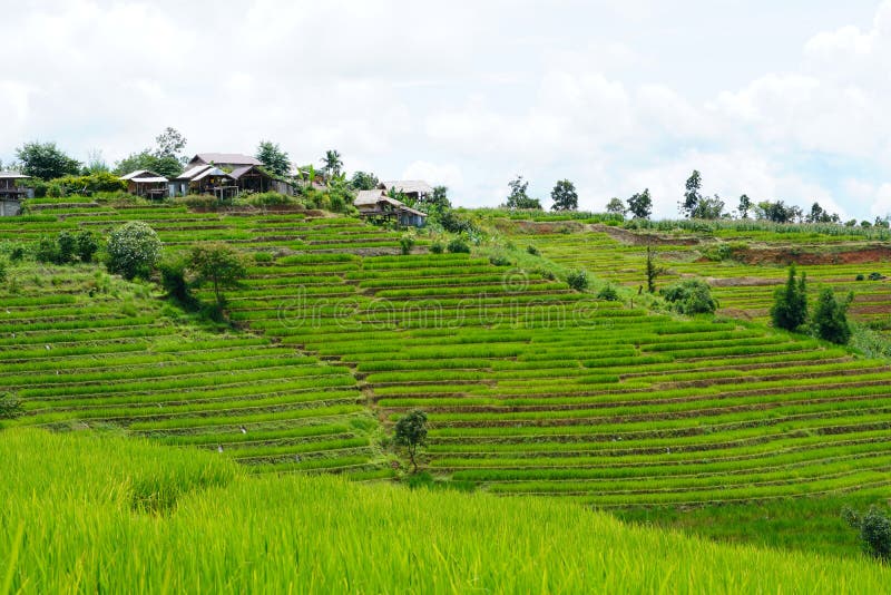 Rice terrace view. stock image. Image of plain, terrace - 196025829