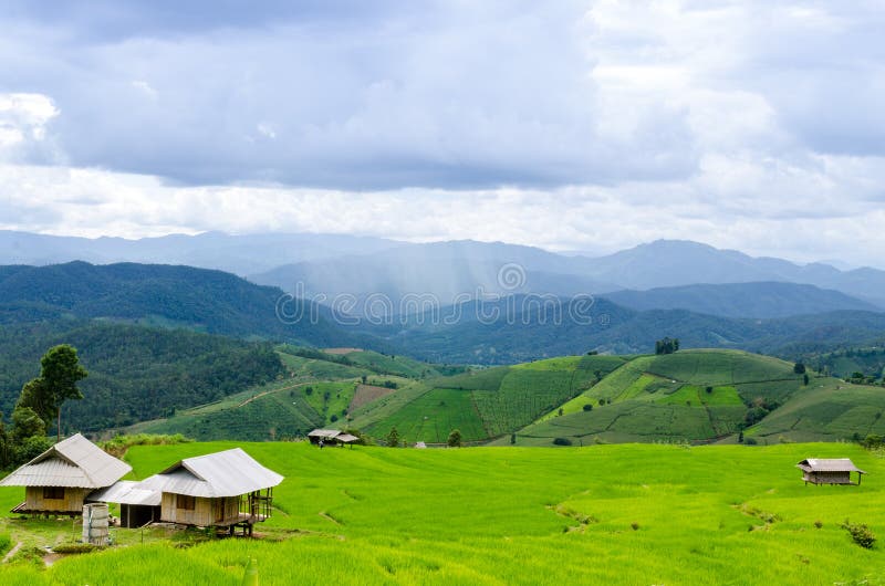 Rice Terrace View in Thailand Stock Photo - Image of rice, view: 59741862