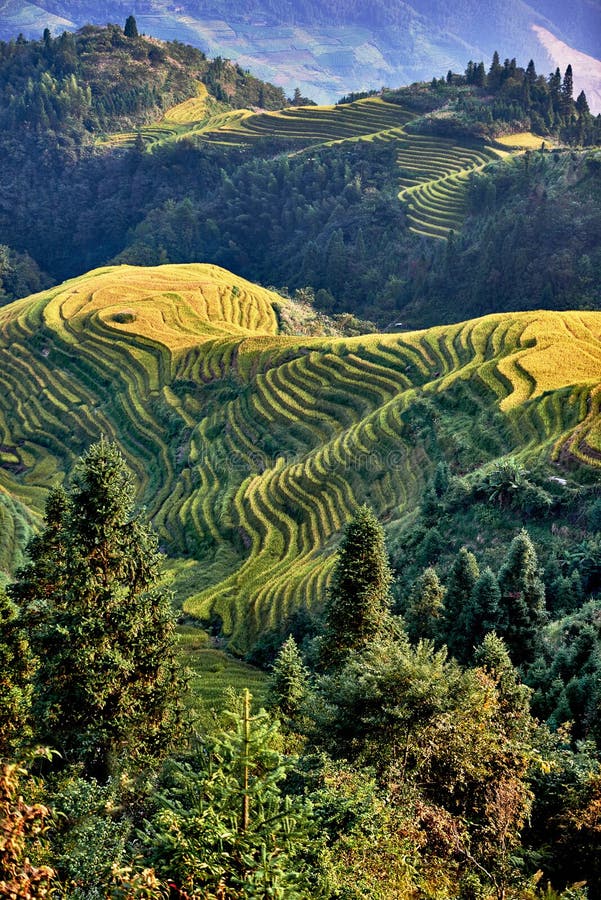 Rice Terraced Fields Wengjia Longji Longsheng Hunan China Stock Photo ...