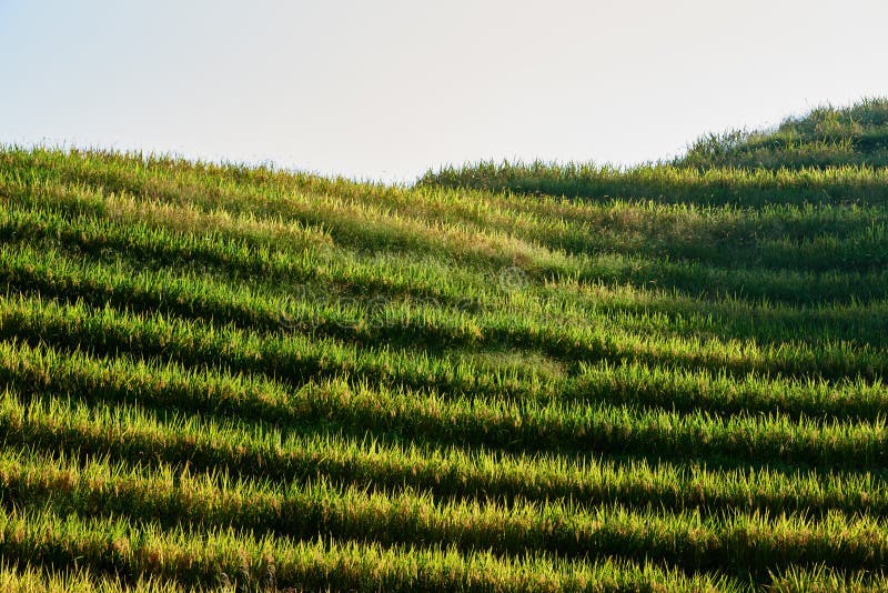Rice Terraced Fields Wengjia Longji Longsheng Hunan China Stock Photo ...