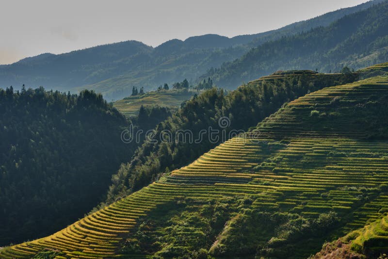 Rice Terraced Fields Wengjia Longji Longsheng Hunan China Stock Photo ...