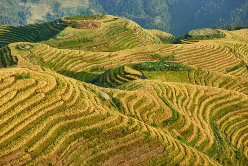 Rice Terraced Fields Wengjia Longji Longsheng Hunan China Stock Photo ...