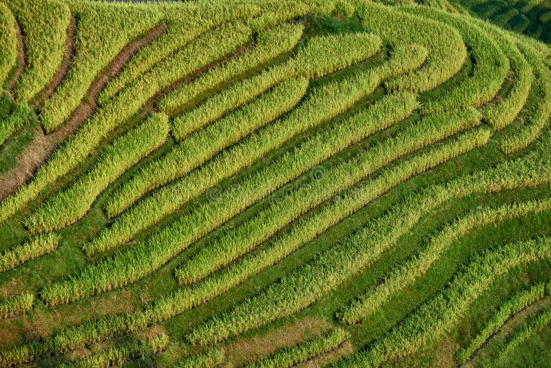 Rice Terraced Fields Wengjia Longji Longsheng Hunan China Stock Photo ...