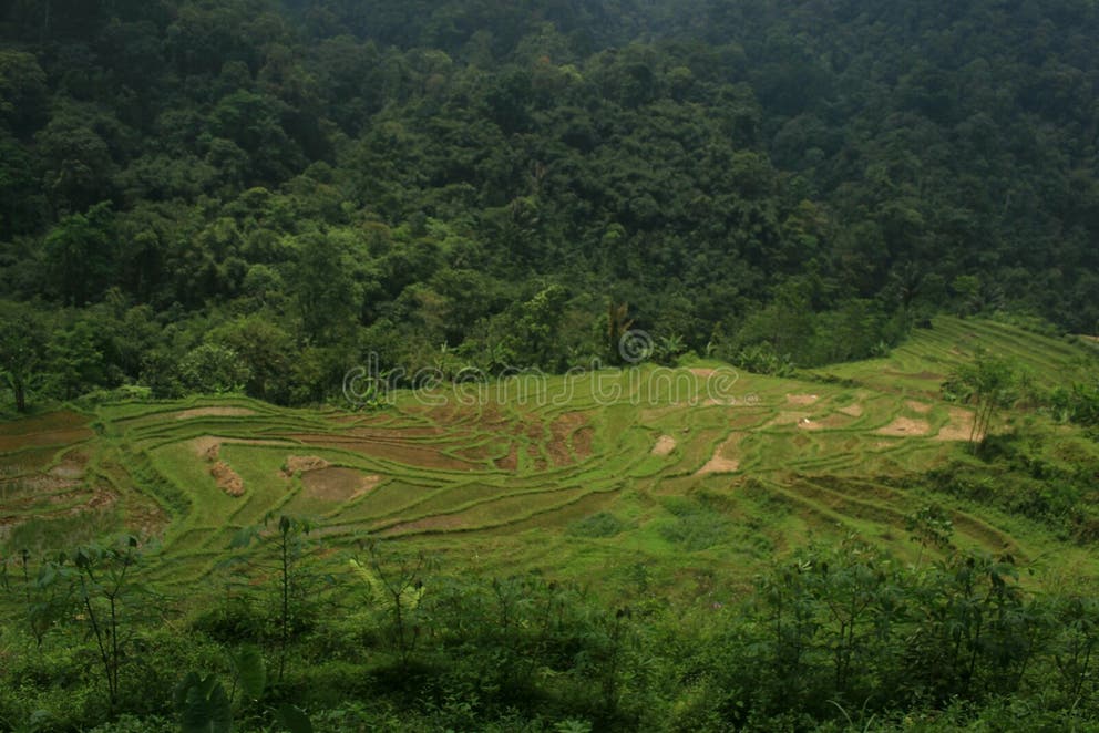 The Rice Terraced and Forest Stock Photo - Image of plantation, tree ...