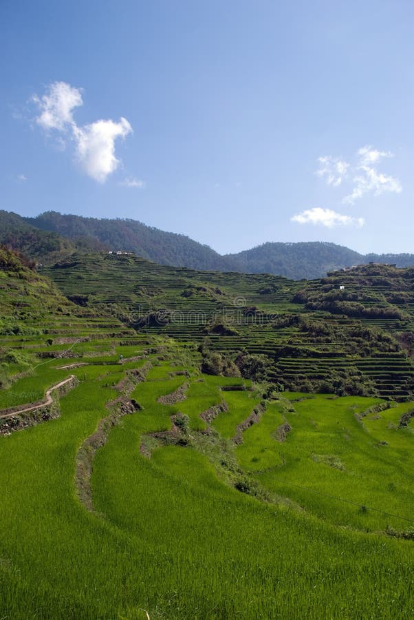 Rice terraces stock image. Image of terrace, rice, province - 14327987