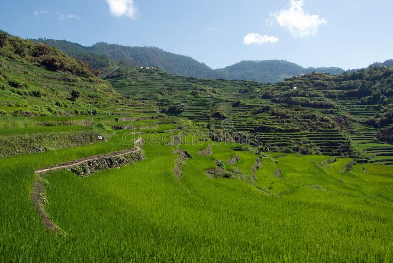 Rice terraces stock image. Image of terrace, rice, province - 14327987