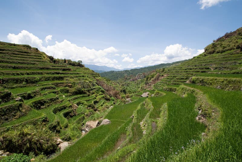 Rice terraces stock image. Image of terrace, rice, province - 14327987