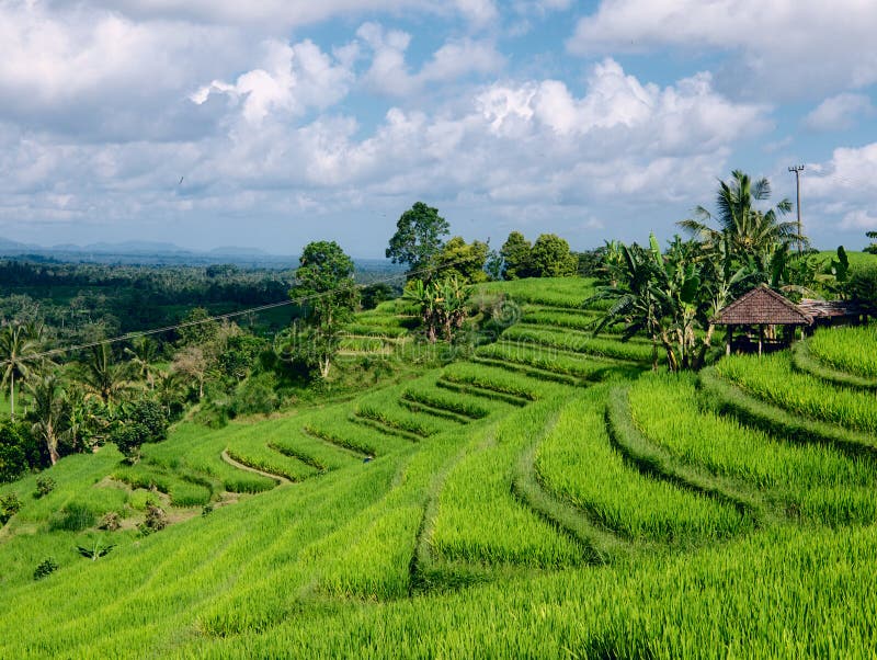 Rice terraces stock photo. Image of growth, freshness - 15680730