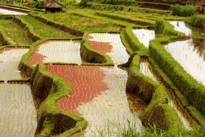 Rice terraces stock image. Image of terraces, bali, color - 16364529
