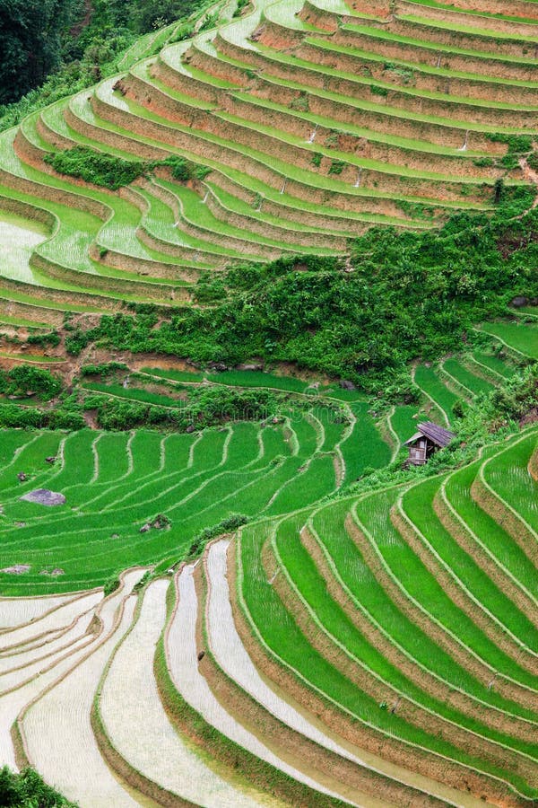 Vietnam Rice Paddy Field stock image. Image of harvest - 16608623